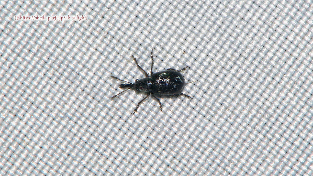 ヌルデケシツブチョッキリ （Auletobius fumigatus） | 夜間飛行 - 灯火にあつまる秋田県の昆虫