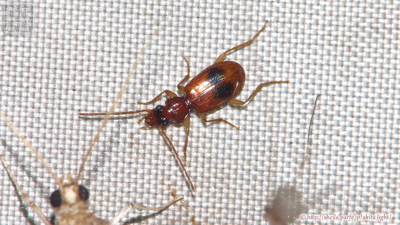 フタボシチビゴミムシ （Blemus discus） | 夜間飛行 - 灯火にあつまる秋田県の昆虫