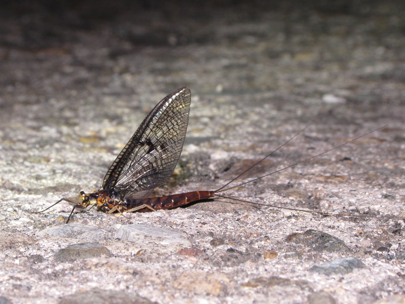 モンカゲロウ （Ephemera strigata） | 夜間飛行 - 灯火にあつまる秋田県の昆虫
