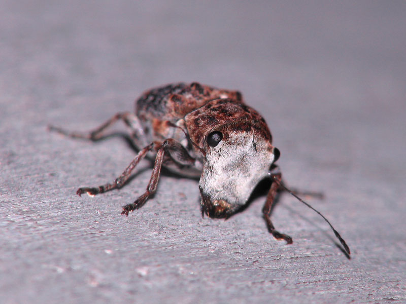 エゴヒゲナガゾウムシ （Exechesops leucopis） | 夜間飛行 - 灯火にあつまる秋田県の昆虫