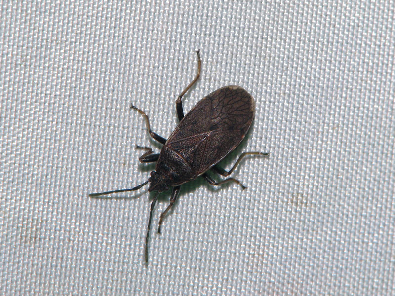 クロホシカメムシ （Pyrrhocoris sinuaticollis） | 夜間飛行 - 灯火にあつまる秋田県の昆虫