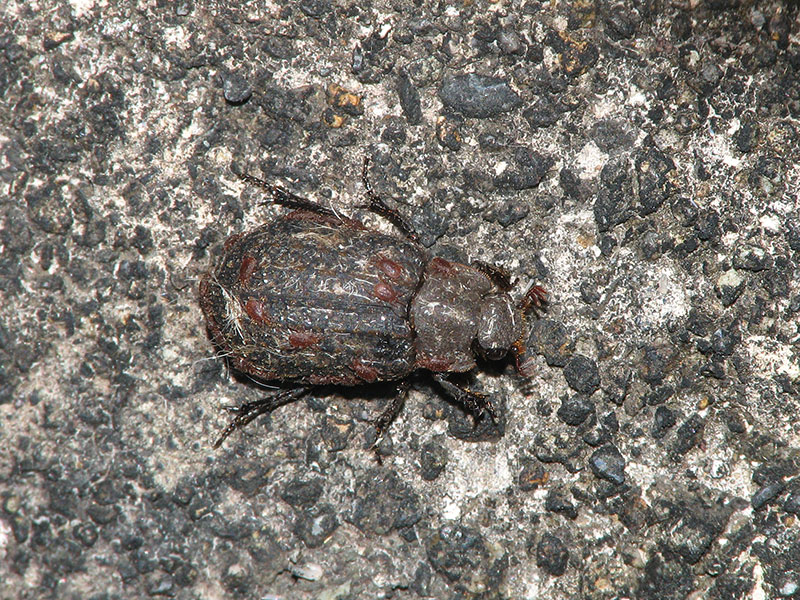 アイヌコブスジコガネ （Trox setifer） | 夜間飛行 - 灯火にあつまる秋田県の昆虫