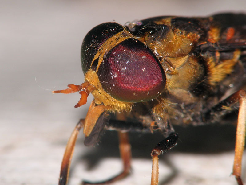 アカウシアブ （Tabanus chrysurus） | 夜間飛行 - 灯火にあつまる秋田県の昆虫