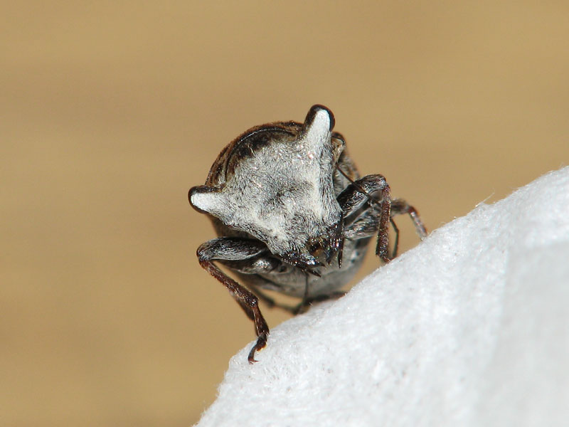 エゴヒゲナガゾウムシ （Exechesops leucopis） | 夜間飛行 - 灯火にあつまる秋田県の昆虫