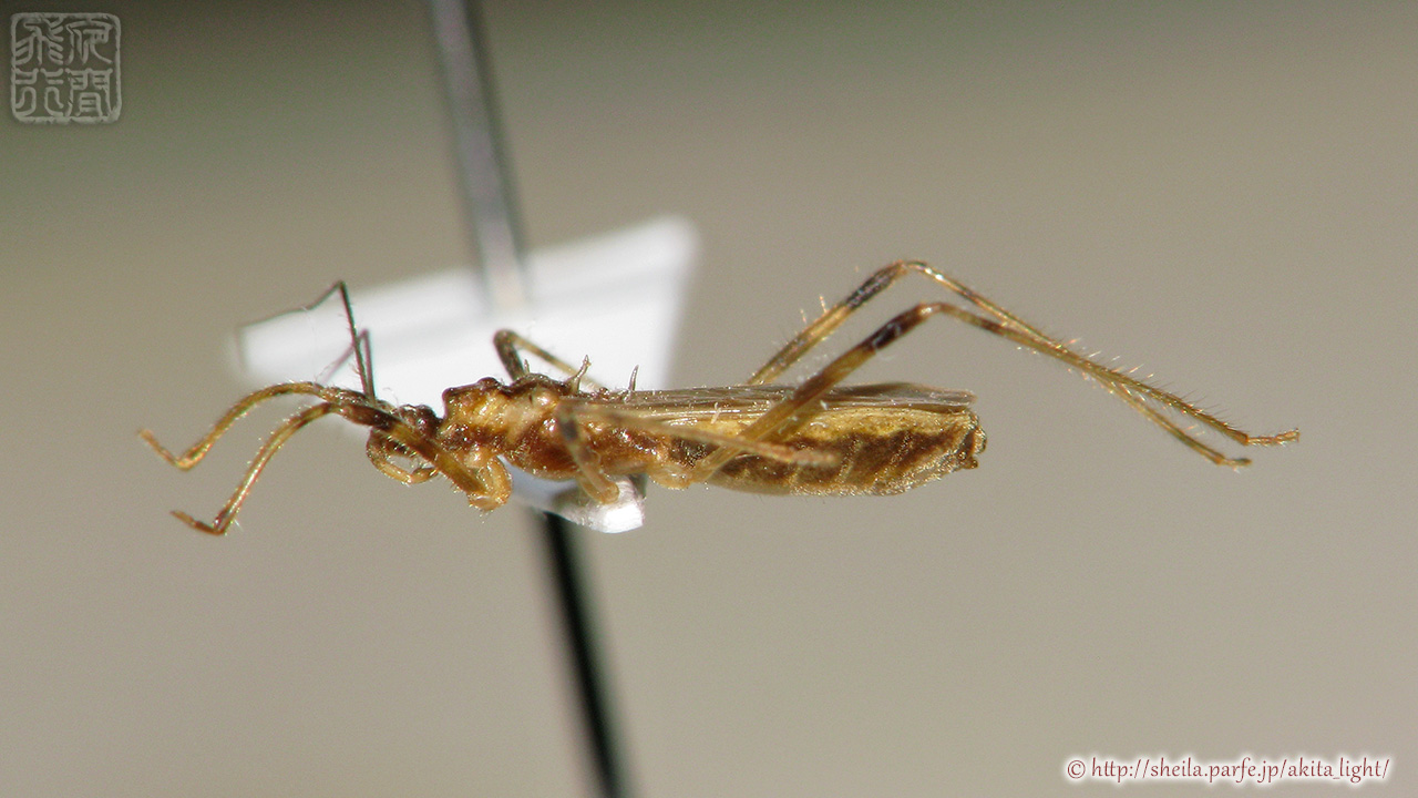 フタスジユミアシサシガメ （Polytoxus annulipes） | 夜間飛行 - 灯火にあつまる秋田県の昆虫