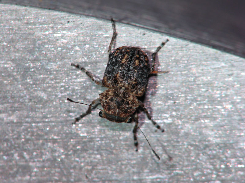 エゴヒゲナガゾウムシ （Exechesops leucopis） | 夜間飛行 - 灯火にあつまる秋田県の昆虫